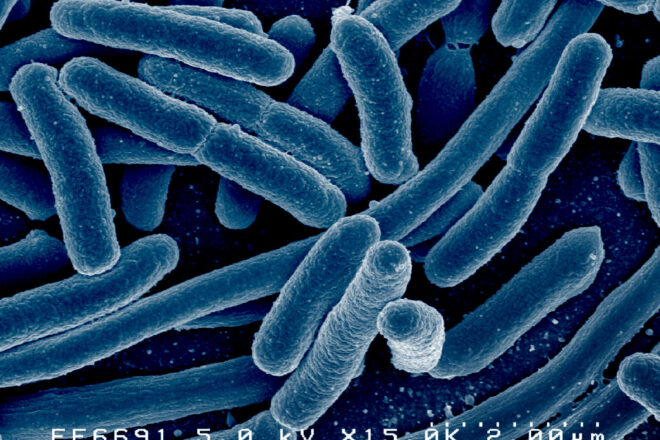 犬の腸内細菌 vol.3 大腸菌 | Forema-フォレマ